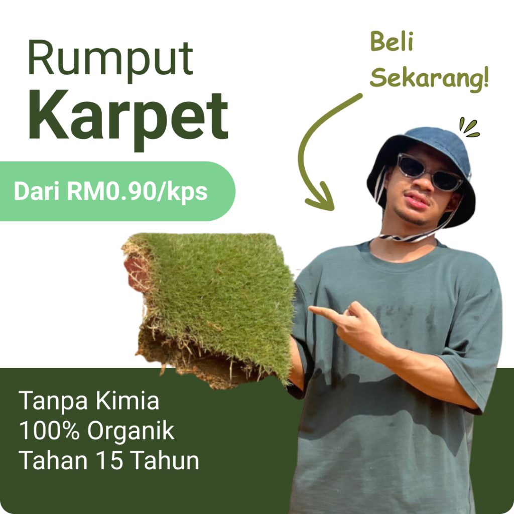 4 Jenis Rumput Karpet Yang Popular di Malaysia (TERKINI)