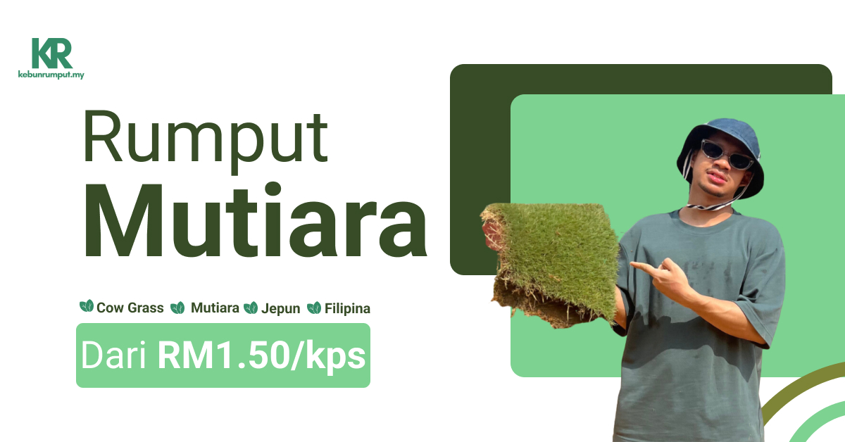 Rumput Mutiara - Dari RM1.50/kps | Pembekal Rumput Karpet